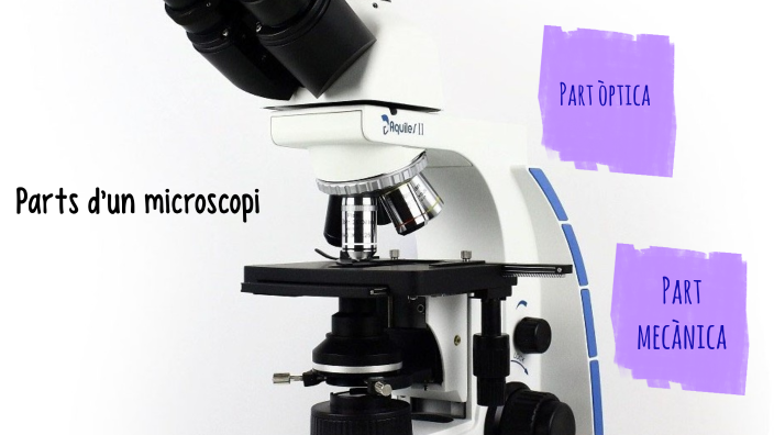 Parts d'un microscopi by Sílvia Romero on Prezi