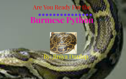Burmese python by jiniya dunlap on Prezi