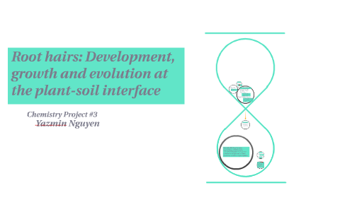 Root hairs: Development, growth and evolution at the plant-s by Yazmin ...