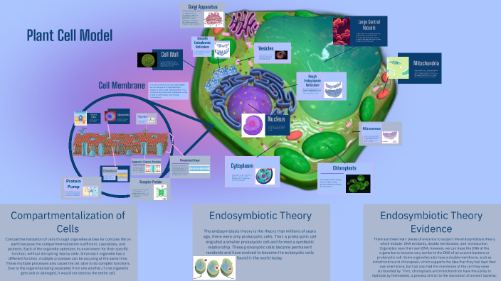 Understanding Potato Cell Structure by Brycen Walker on Prezi