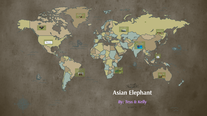 Asian Elephant by Kelly Gallacher on Prezi