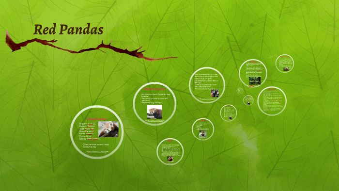 Red Pandas by on Prezi