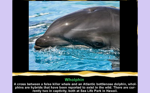 Wholphins by Ky'bria Taylor on Prezi