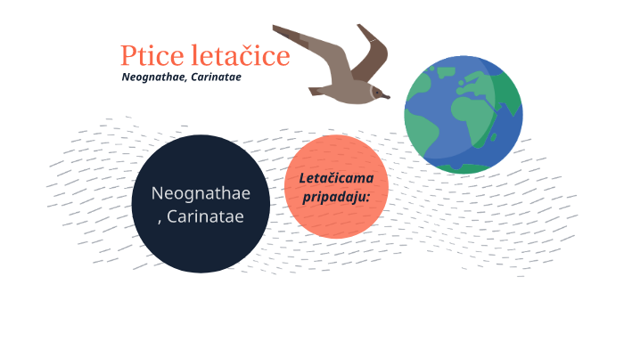 Ptice letačice by Jana Milovic on Prezi