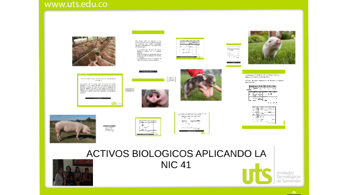 ACTIVOS BIOLOGICOS APLICANDO NIIF 41 by Ledy Lopez on Prezi