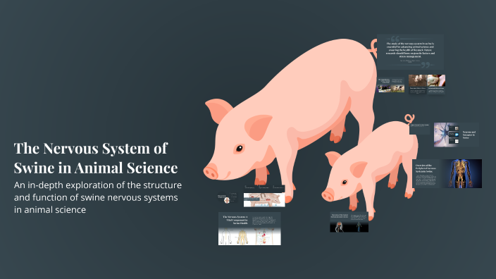 The Nervous System of Swine in Animal Science by Joan Necerio on Prezi
