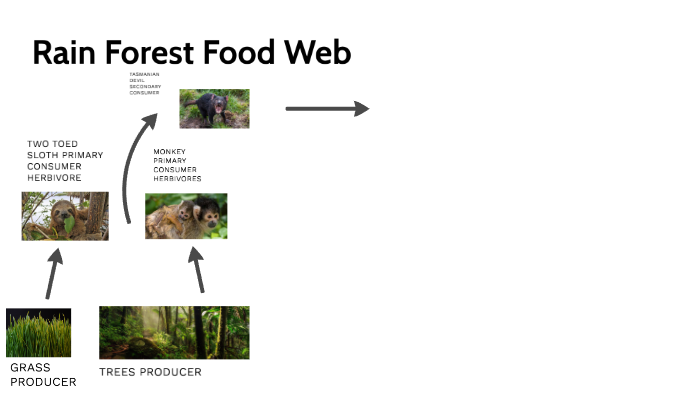 Rain Forest Food Web by Christopher Novak on Prezi