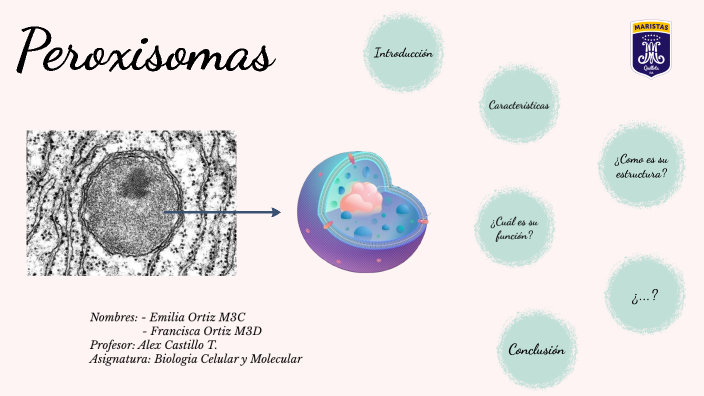Peroxisomas by Emilia Ortíz Rodríguez on Prezi