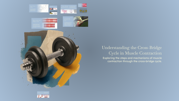 Understanding the Cross-Bridge Cycle in Muscle Contraction by Aloura ...