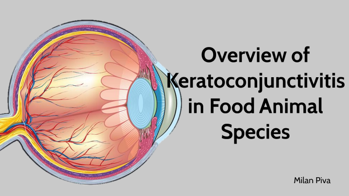 Ruminant Ophthalmology by Milan Piva on Prezi