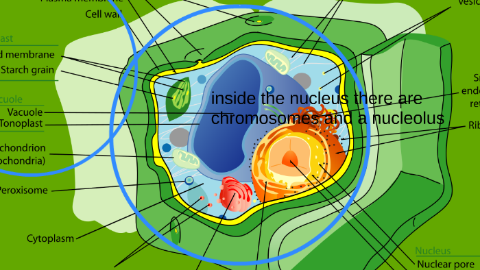 The nucleus is a sphericle structure enclosed by a double me by ...