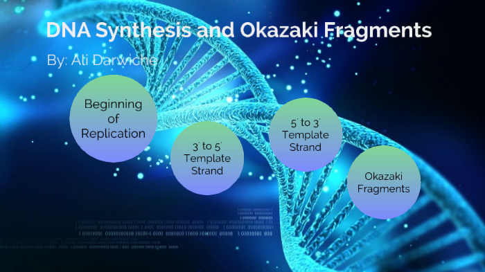 DNA Synthesis and Okazaki Fragments by Ali Darwiche on Prezi