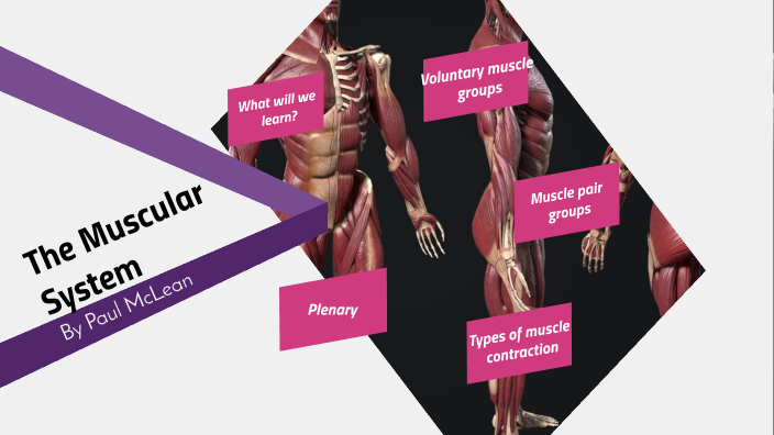 GCSE PE The Muscular System by PAUL MICHAEL MC LEAN on Prezi