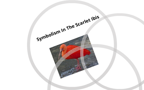 Symbolism In Scarlet Ibis by chris holland on Prezi