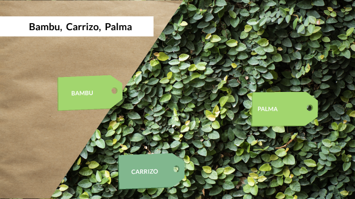 Bambu, Carrizo, Palma en la arquitectura by ARQ.Kevin Negrete on Prezi