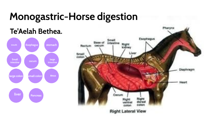 PMB 6-Monogastric system by Te'Aelah Bethea on Prezi