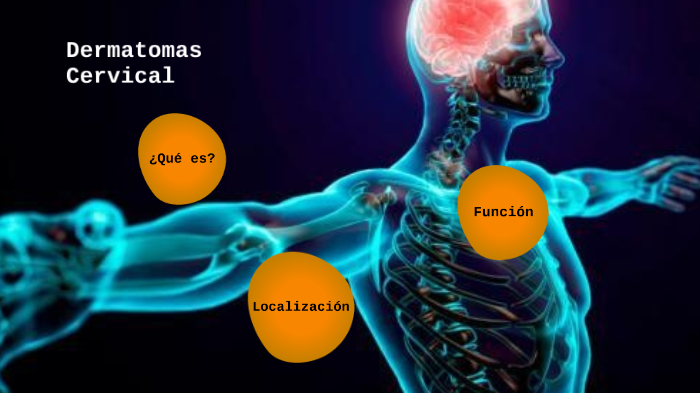 Dermatomas Cervical by Julissa Ruiz on Prezi