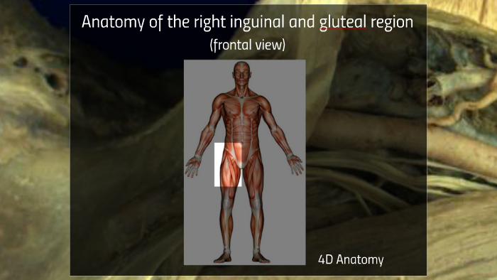 Anatomy of the right inguinal and gluteal region by 4D Interactive Anatomy on Prezi