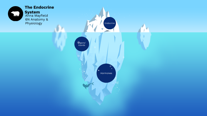 The Endocrine System by Anna Mayfield on Prezi