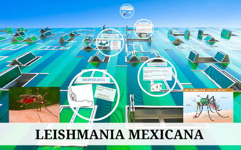 LEISHMANIA MEXICANA by Darwin Cano on Prezi