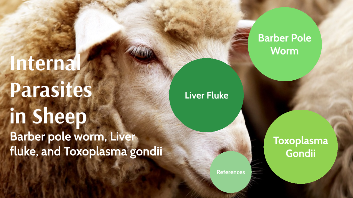 Internal Parasites in Sheep by Kinsley Cormier on Prezi
