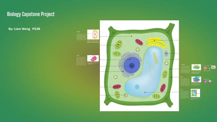 Understanding Plant Cells by Liam Wong on Prezi