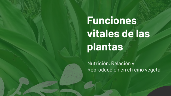 Funciones vitales de las plantas by Teresa Ballinote on Prezi