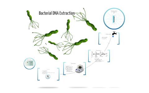 Bacterial DNA Extraction Procedure by Liete Eichorn
