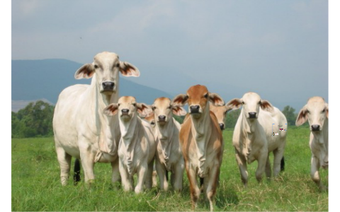 DIFERENTES TIPOS DE ENGORDE DE GANADO BOVINO by MAURO ISAAC ROJAS ...