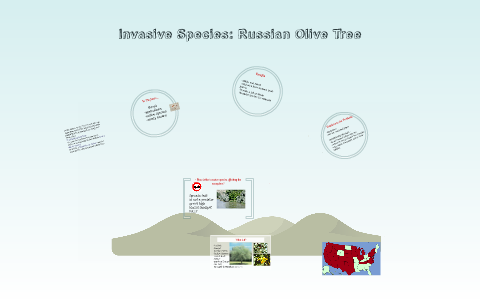 Invasive Species: Russian Olive Tree by Maliha Khan