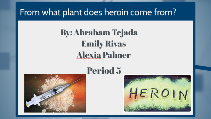 From what plant does heroin come from? by abraham tejada From what plant does heroin come from? by abraham tejada