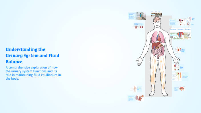 Understanding the Urinary System and Fluid Balance by M - ALMOCERA ...
