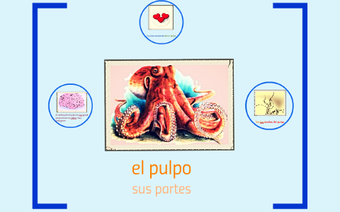 partes del pulpo by Sandra carolina Fuquen Avila on Prezi