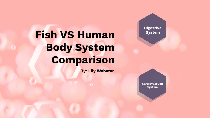 Fish VS Human body system comparison by Lily Webster SNS on Prezi