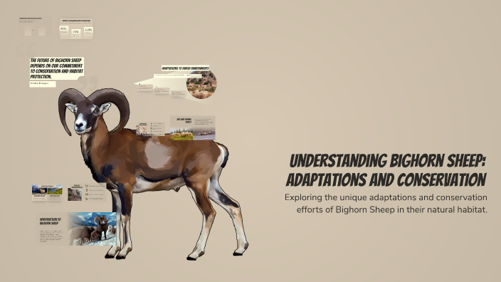 Understanding Bighorn Sheep: Adaptations and Conservation by Jesus Rudd ...