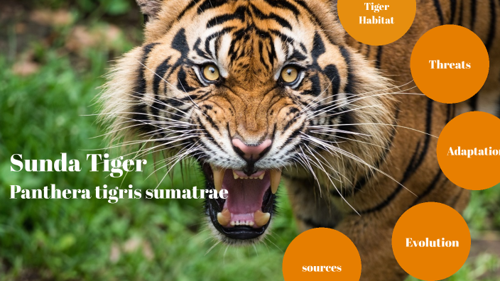 Alaina Sutich - Sunda TIgers by Alaina Sutich on Prezi
