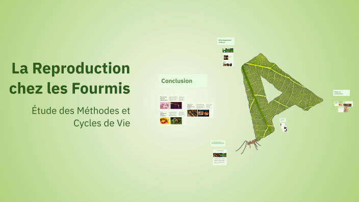 La Reproduction chez les Fourmis by israe najah on Prezi