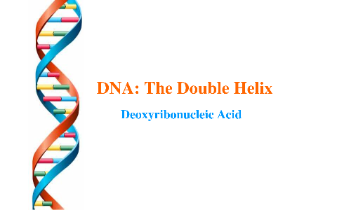 DNA - What Does DNA Look Like? Notes by Blake Gable