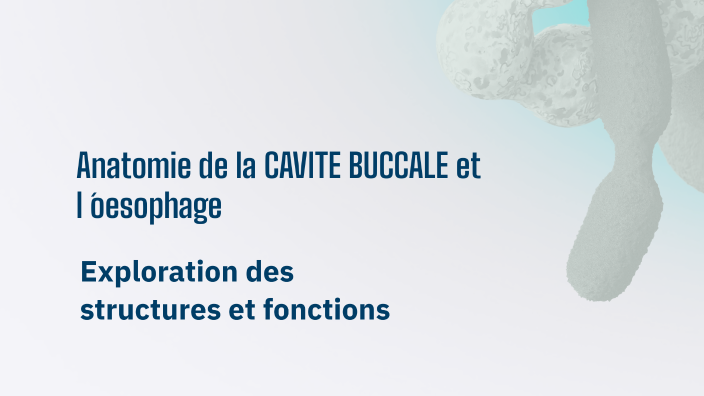 Anatomie de la CAVITE BUCCALE et l ́oesophage by Ghoufrane Babite on Prezi