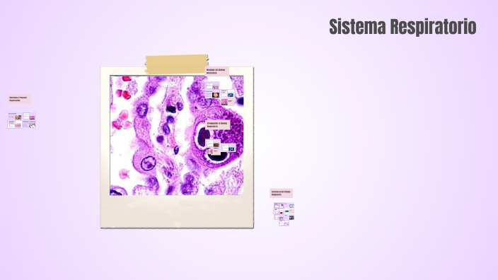 Sistema Respiratorio by Ruth Dayana Riveros Rodriguez on Prezi