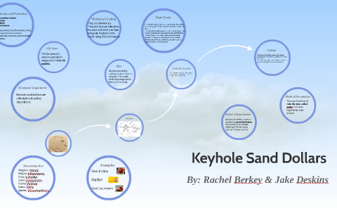 Keyhole Sand Dollars by Rachel Berkey