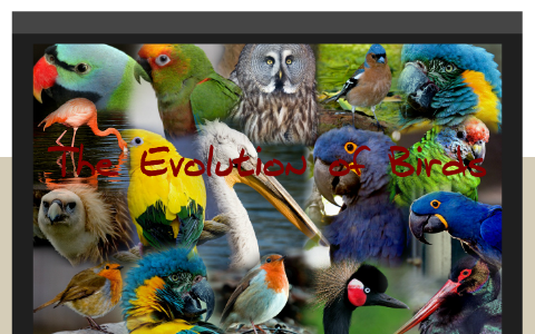 The Evolution of Birds by Taylor Walker on Prezi