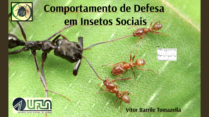 Comportamento de Defesa em Insetos Sociais by Vitor Barrile Tomazella