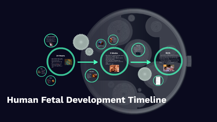Fetal Development Timeline by Stewart Hammond on Prezi