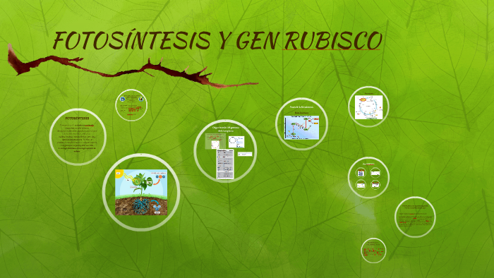 FOTOSÍNTESIS Y GEN RUBISCO by Dorian Walter Adriano Cadena on Prezi