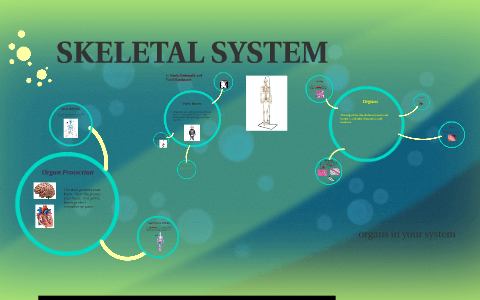 SKELETAL SYSTEM by Alan legendary creature on Prezi
