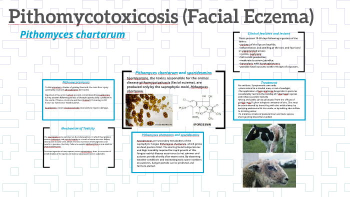 Pithomycotoxicosis (Facial Eczema) by Vashti Iaña Olaes on Prezi