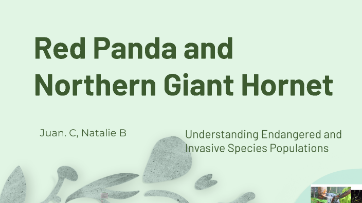 Red Panda vs. Northern Giant Hornet by Natalie Buenrostro on Prezi
