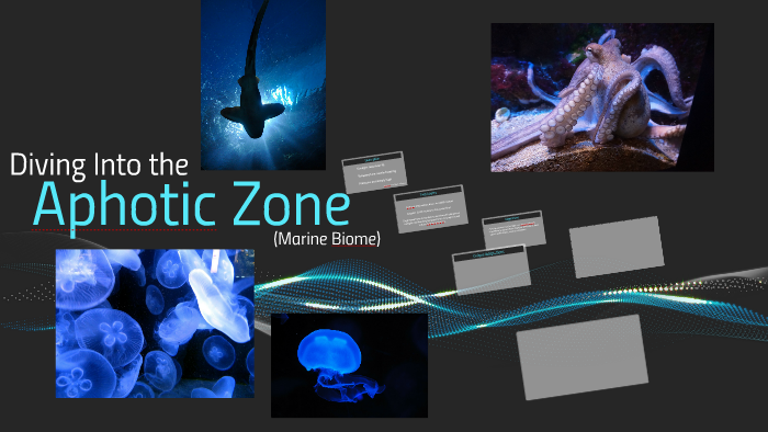 Aphotic Zone by