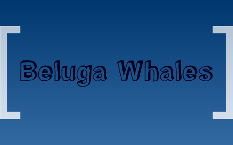 Beluga Whale by meme boi